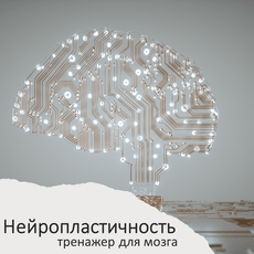 Нейропластичность. Тренажер для мозга. Недорого :) — Stepik