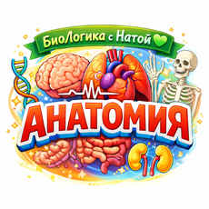 Анатомия ️ — Stepik